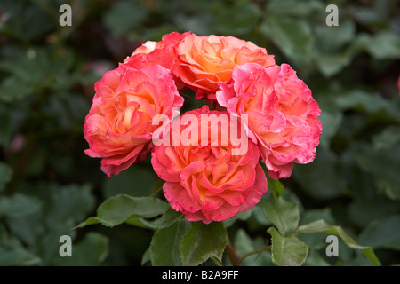 Orange-red floribunda rose (Rosa) Deseo blooms in a garden in July ...