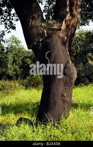 Cork oak trees in a botanical garden Stock Photo - Alamy