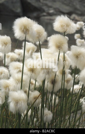 erioforo Eriophorum sp. piante fiori Cogne Parco Nazionale Gran ...