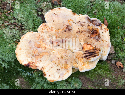 Very rare specimen of Piptoporus quercinus (Oak polypore) on a rotting ...