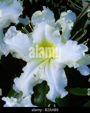 Rhododendron 'Snow Lady' Stock Photo - Alamy