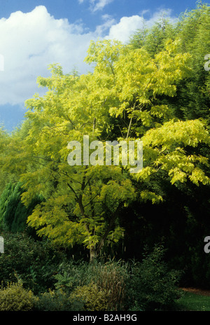 black locust (Robinia pseudoacacia Stock Photo - Alamy