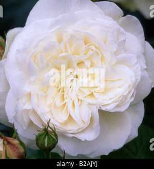Rosa FAIR BIANCA, rose, white, David Austin Rose, AUSca Stock Photo - Alamy