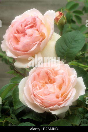 Rosa Sharifa Asma Stock Photo - Alamy