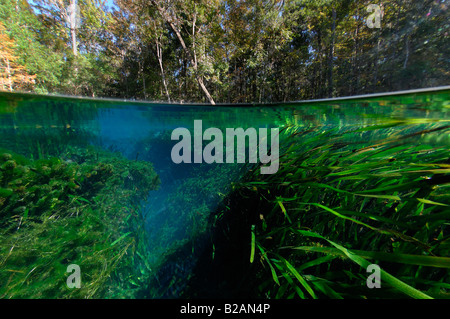 Horsehead spring Wacissa river Florida Stock Photo - Alamy