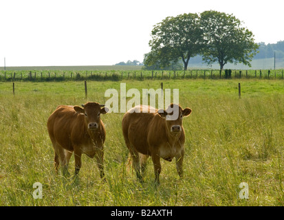 Cattle in a field on a french farm, example of agriculture or farming ...