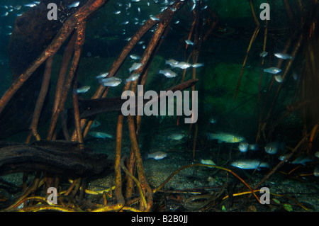 Silversides and minnows in mangrove roots captive Florida Stock Photo ...