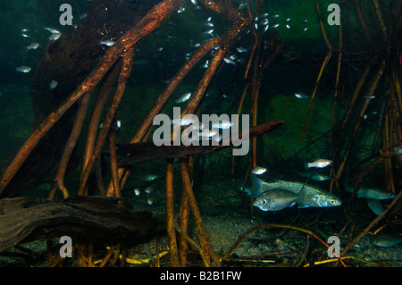 Silversides and minnows in mangrove roots captive Florida Stock Photo ...