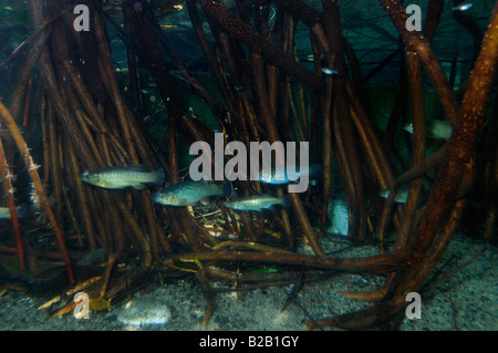 Silversides and minnows in mangrove roots captive Florida Stock Photo ...