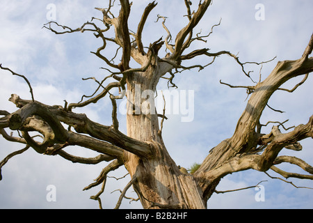 Bark of dead Elm tree Sherbourne Gloucestershire United Kingdom Stock ...