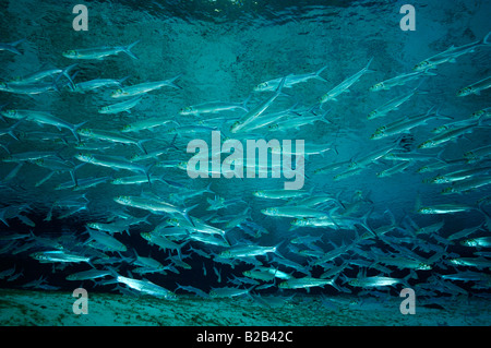 Ladyfish Elops saurus Silver Glen springs Florida Stock Photo - Alamy