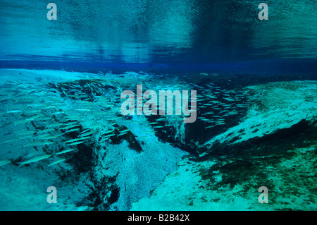 Ladyfish Elops saurus Silver Glen springs Florida Stock Photo - Alamy