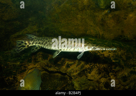 Florida gar Lepisosteus platyrhincus captive Florida Stock Photo - Alamy