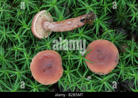 Curry Milkcap (Lactarius camphoratus Stock Photo - Alamy