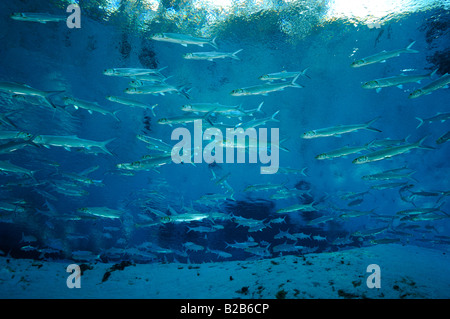 Ladyfish Elops saurus Silver Glen springs Florida Stock Photo - Alamy