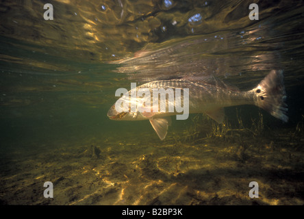 Red drum redfish underwater gamefish portrait closeup saltwater shallow ...