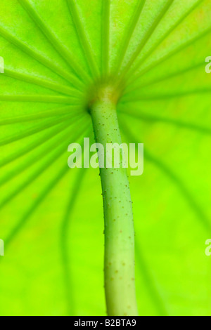 Low angle photo of the lotus leaf at the bottom Stock Photo - Alamy