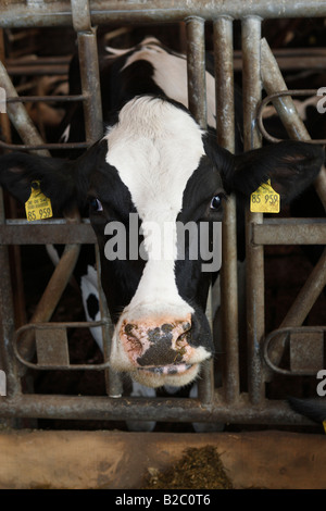 Photo of a cow in a stable Stock Photo - Alamy