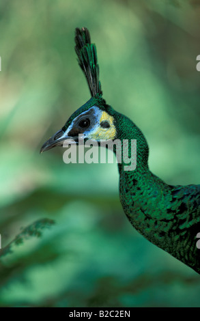 Green peafowl Pavo muticus Peacock head close up portrait Malaysia ...