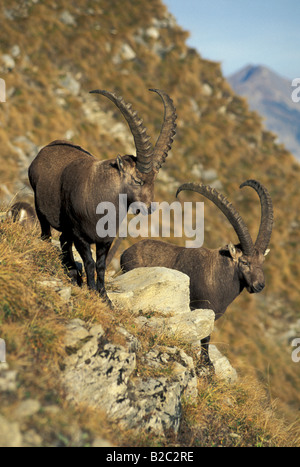 Male Alpine ibex (Capra ibex) with long, curved horns lying on a rock ...