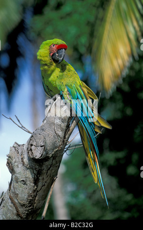 Buffon's Macaw (Ara ambigua), Honduras, side Stock Photo - Alamy