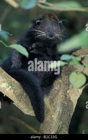 Binturong Arctictis binturong Animal Animals Asian Bearcat Outside ...