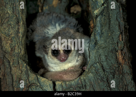 Fat-tailed dwarf lemur (Cheirogaleus medius) in the tree, Kirindy ...