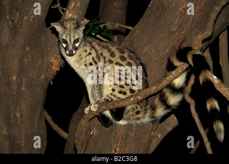 Common Genet Genetta genetta Small spotted Genet European Genet ...