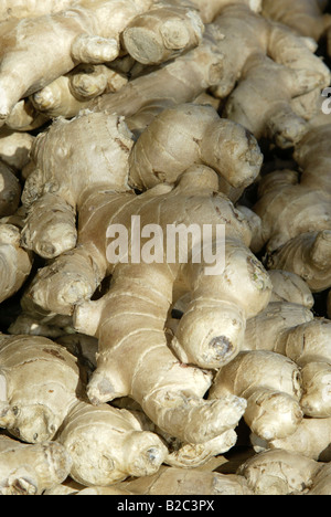 Ginger (Zingiber officinale Stock Photo - Alamy