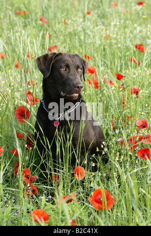 Labrador, short-haired type, in a meadow Stock Photo - Alamy