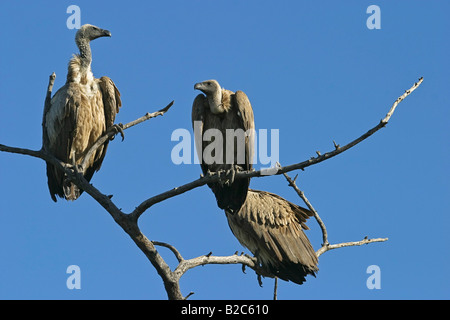 Cape Griffon or Cape Vulture (Gyps coprotheres), Etosha National Park ...