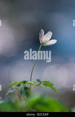 wood anemone (Anemone nemorosa), flower, side view, Netherlands, Frisia ...