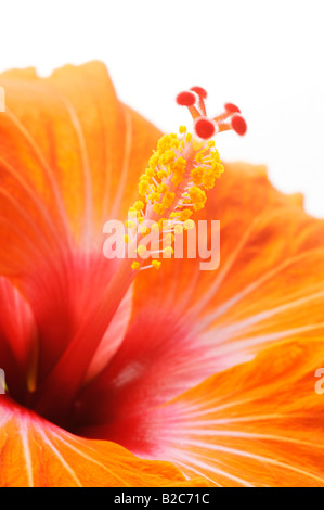 close up orange hibiscus flower red center pistil stamens concept of ...