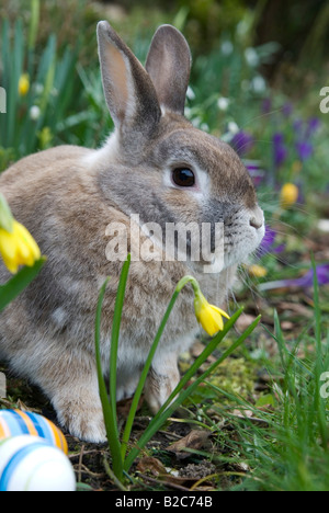 Easter bunnies and daffodils Stock Photo - Alamy