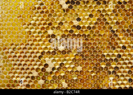 Wax honeycomb with pollen in the cells in the Sundarbans. Sathkhira ...