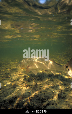 Fishing red drum redfish underwater Stock Photo - Alamy