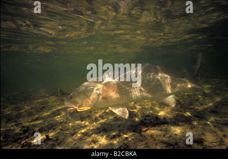 Red drum redfish underwater gamefish portrait closeup saltwater shallow ...