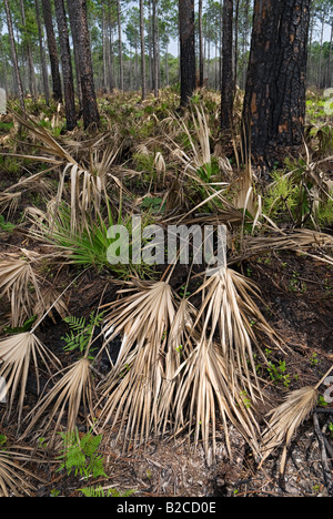 fire ravaged longleaf pine forest and saw palmetto understory North ...