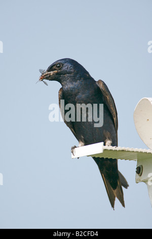 Purple Martin - Vertical Stock Photo - Alamy