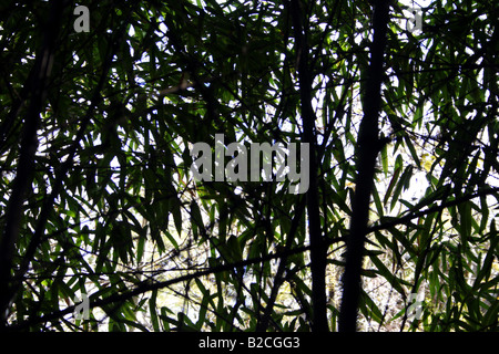 Bamboo invasion-details 3 Stock Photo - Alamy