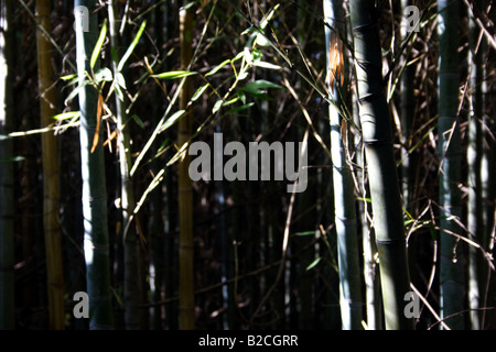 Bamboo invasion-details 3 Stock Photo - Alamy