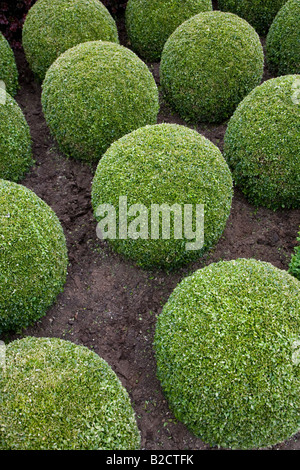 Topiary Globes in Norfolk Garden Stock Photo - Alamy