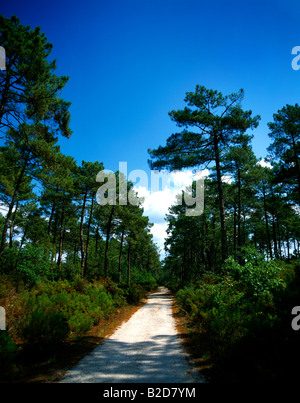 Bordeaux Region France Forest of Lacanau with Plantation of Coniferous ...