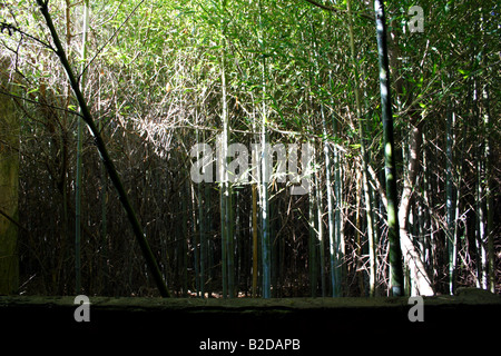 Bamboo invasion-details 1 Stock Photo - Alamy