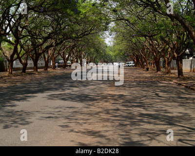 Jacaranda tree lined streets The Avenues Harare Zimbabwe Stock Photo ...