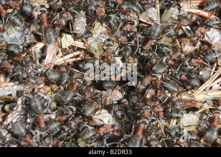 ant formica Formica rufa imenotteri insetti formicaio artificiale ...