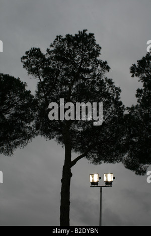 two spot flood lights by tree at night Stock Photo - Alamy