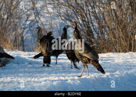 Large flock of eastern wild turkeys (Meleagris gallopavo) during the ...