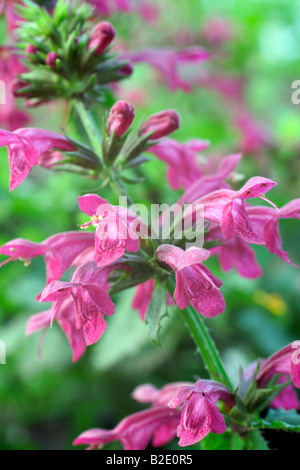 STACHYS THUNBERGII DANIELLE Stock Photo - Alamy