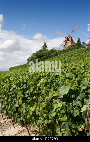 Moulin de Verzenay Mumm champagne vineyards on the slopes of the ...